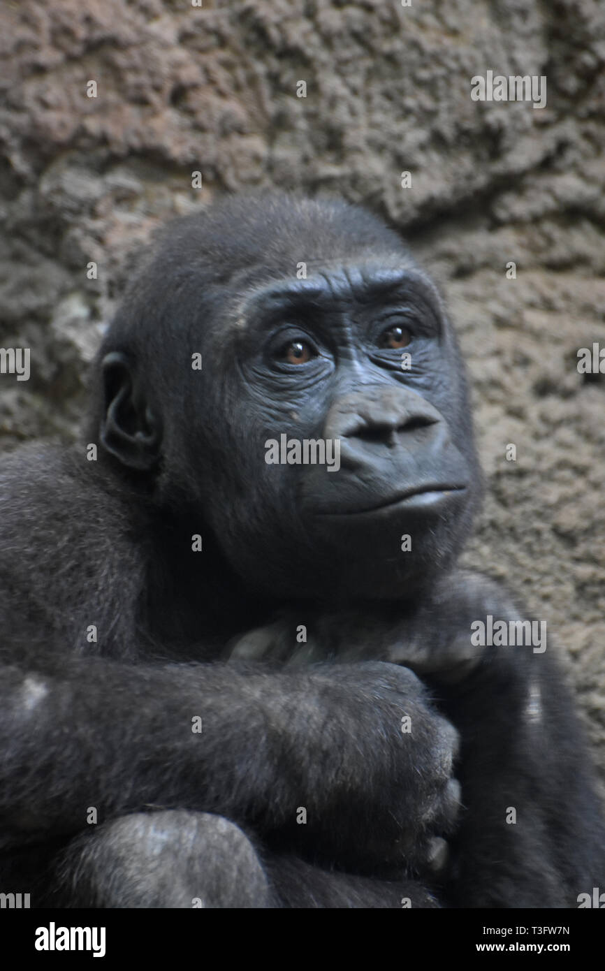 Baby gorilla play hi-res stock photography and images - Alamy