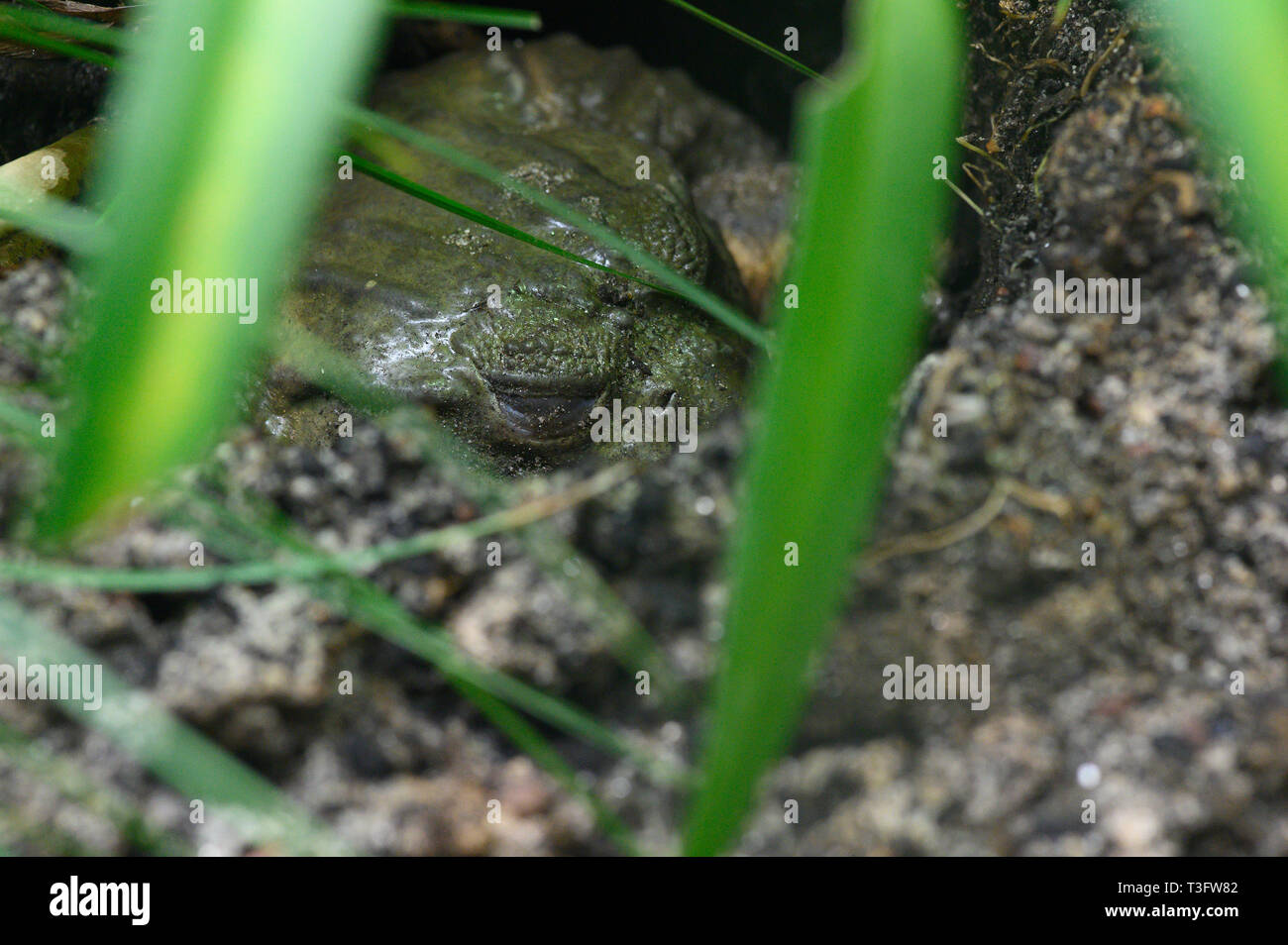 Dirt toad hi-res stock photography and images - Alamy