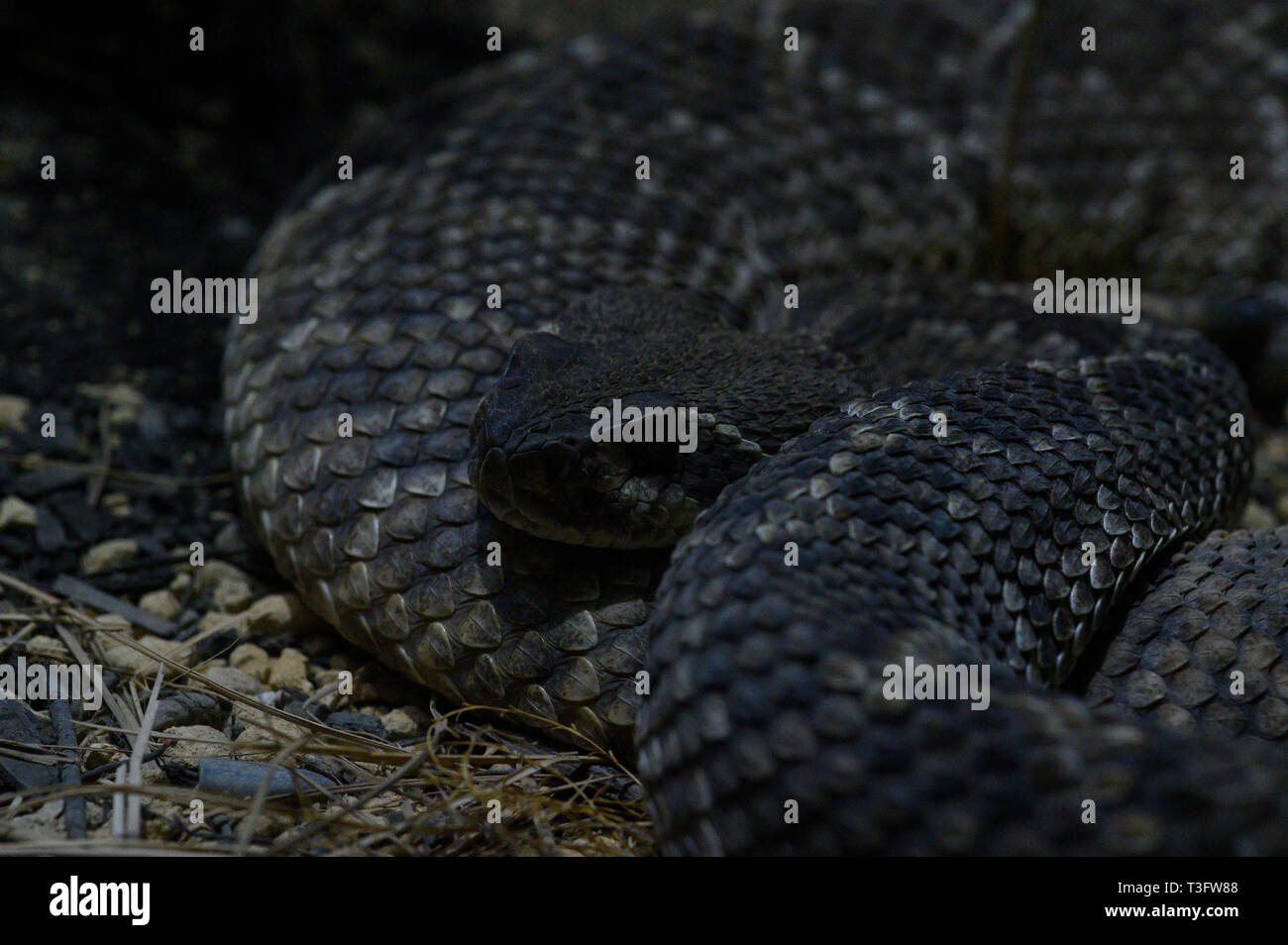 A Western rattlesnake coiled up in the shade Stock Photo - Alamy