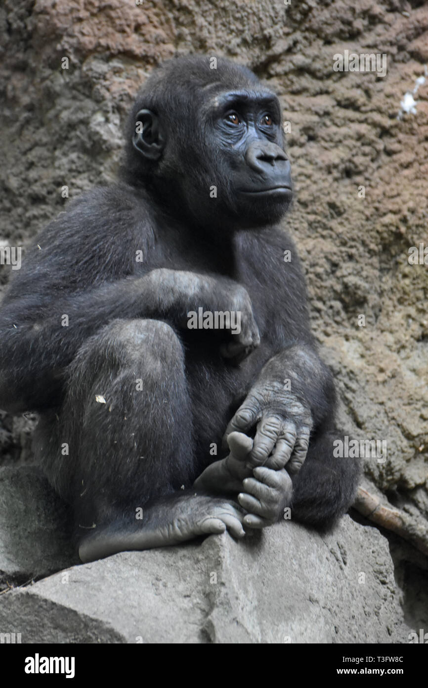 Sweet baby silverback gorilla with serious expression Stock Photo - Alamy