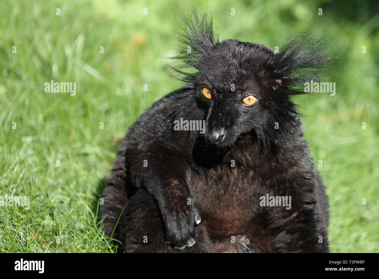 Maki affe hi-res stock photography and images - Alamy