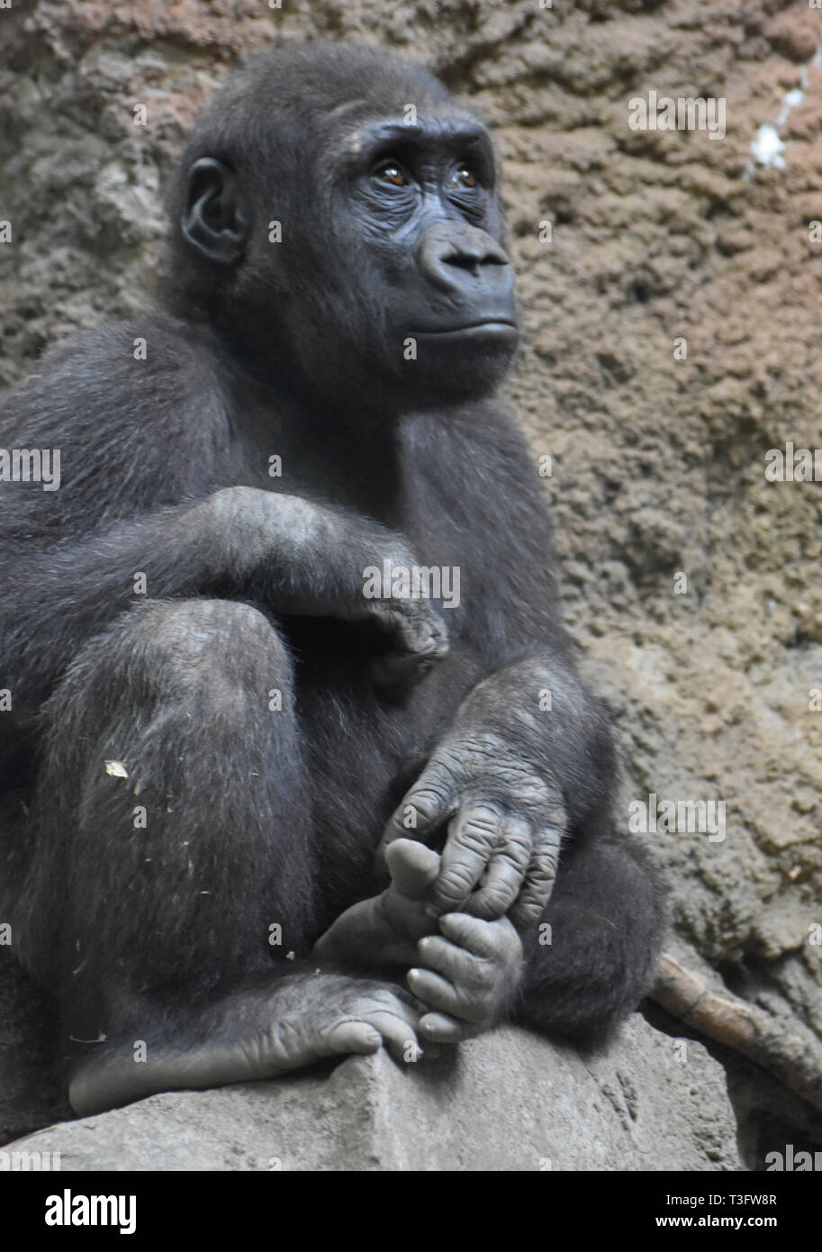 Ape Pondering High Resolution Stock Photography and Images - Alamy