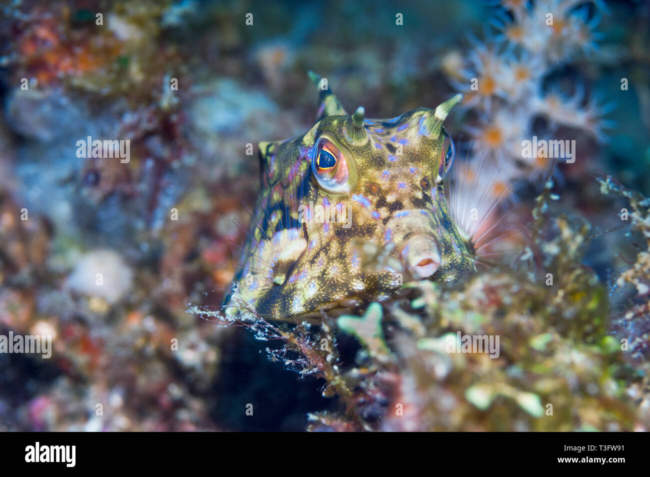 Spiny cowfish hi-res stock photography and images - Alamy