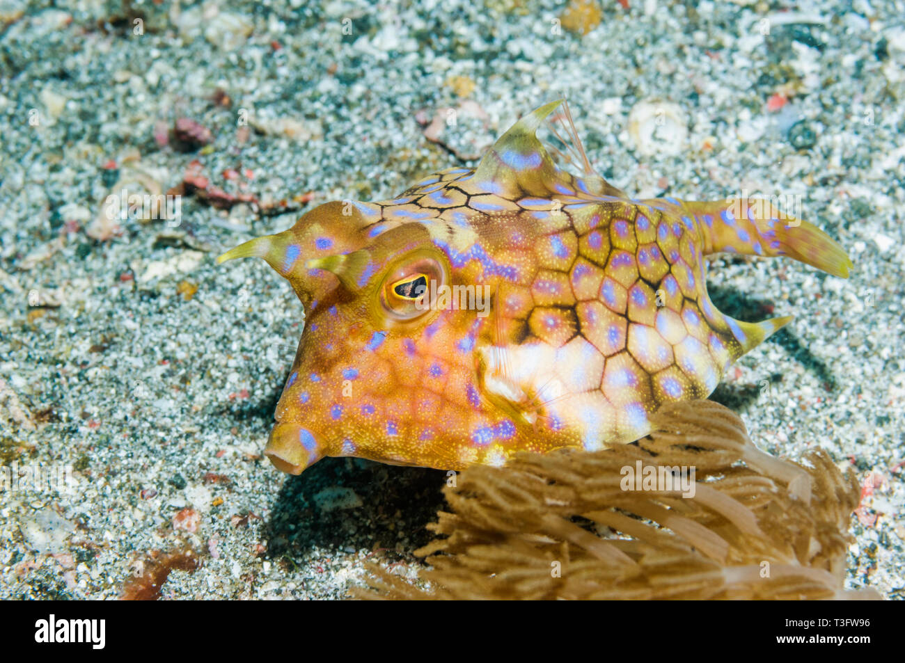 Thorny back cowfish hi-res stock photography and images - Alamy