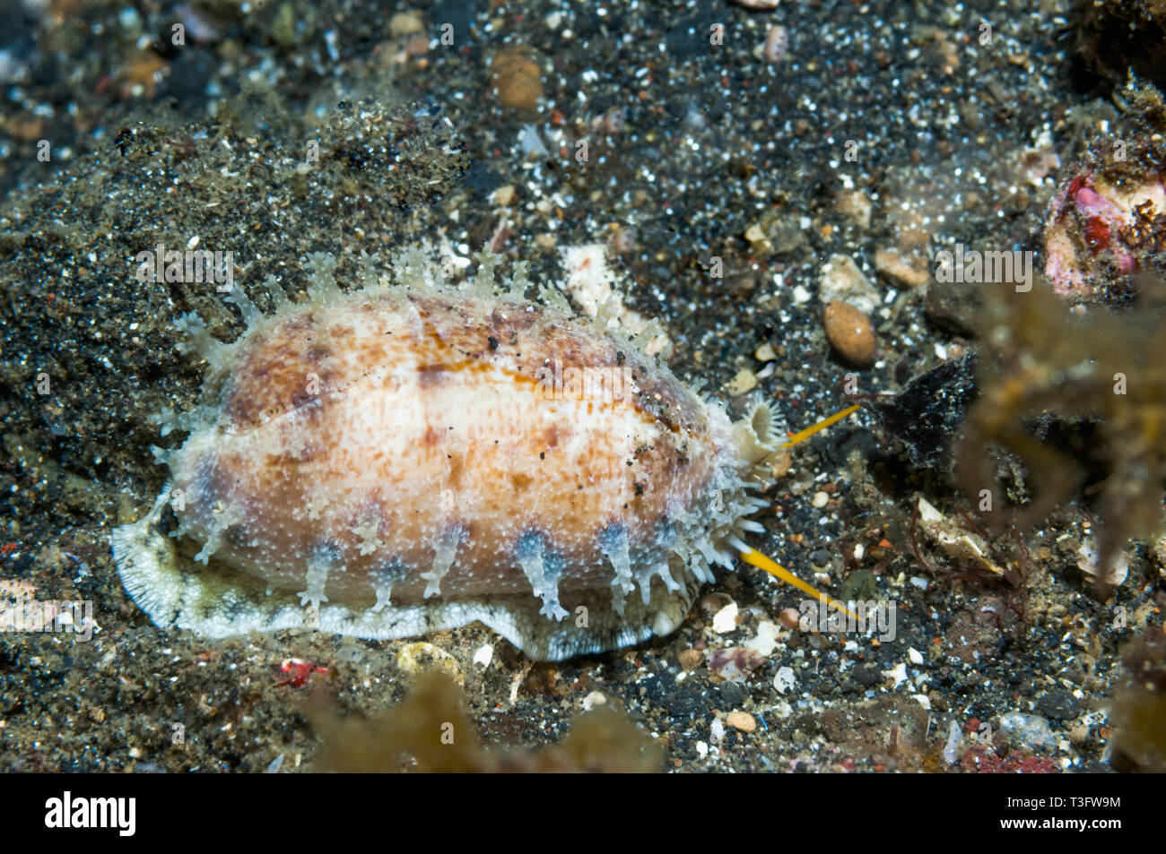 Cypraeidae hi-res stock photography and images - Alamy