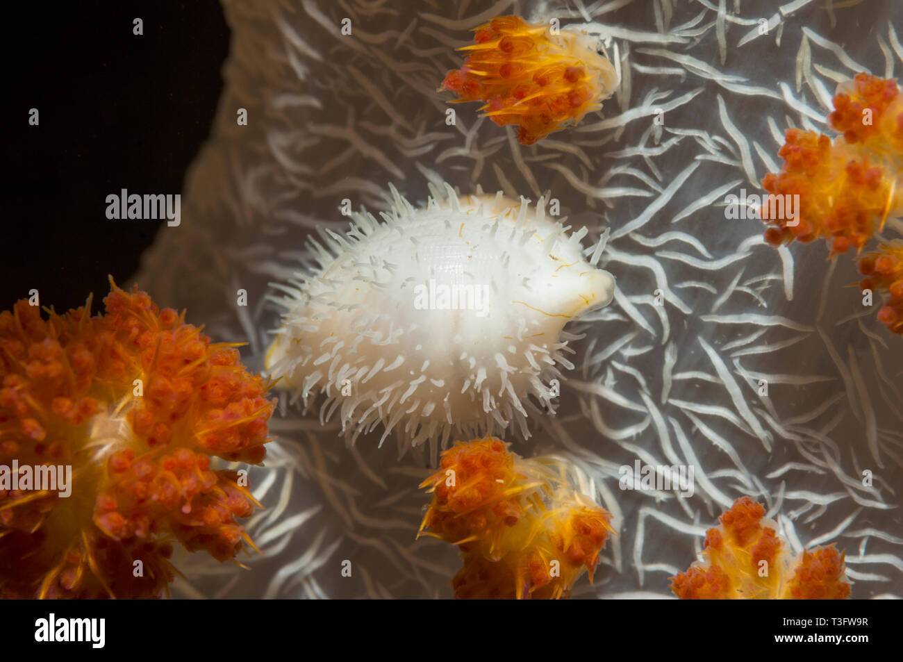 Cowrie on soft coral. Indonesia. Indo-West Paicific Stock Photo - Alamy