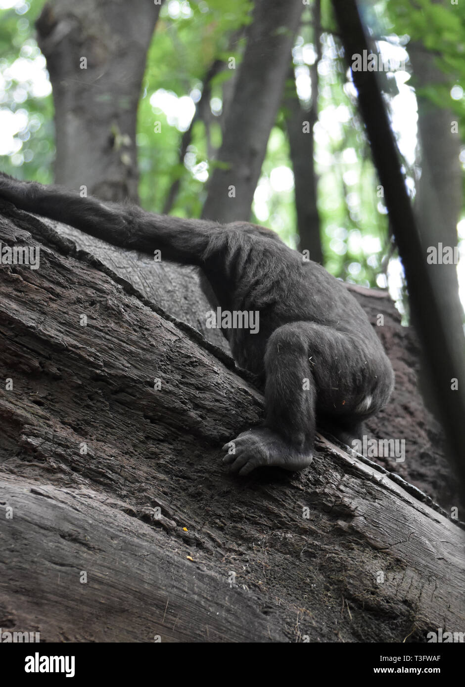 Silverback gorilla playing in trees Stock Photo - Alamy