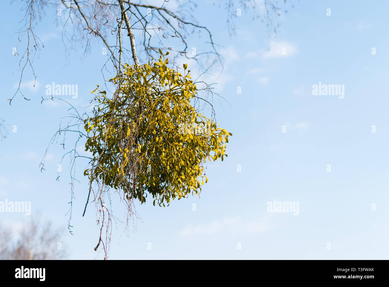 Many hemiparasitic shrubs of mistletoe on tree branches. Common ...