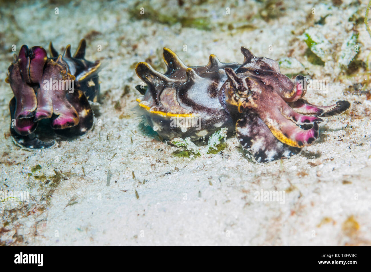 Pfeffer's Flamboyant Cuttlefish [Metasepia pfefferi]. The larger female ...