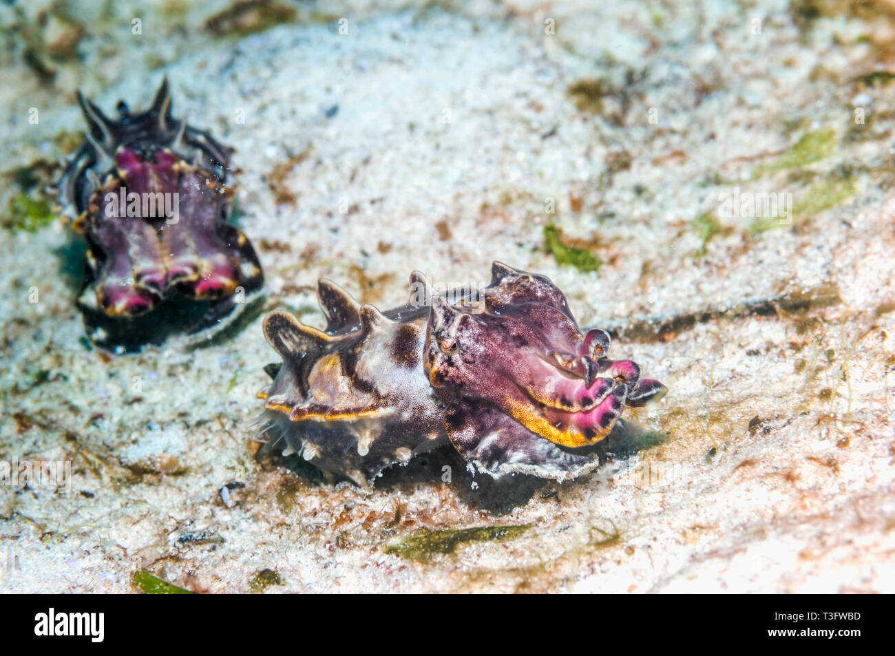 Pfeffer's Flamboyant Cuttlefish [Metasepia pfefferi]. The larger female ...