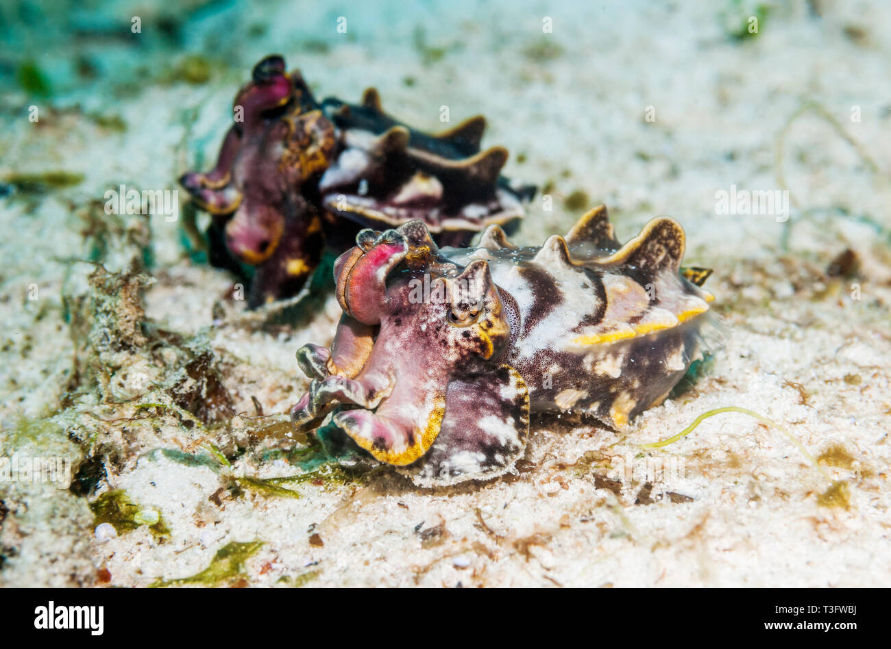 Pfeffer's Flamboyant Cuttlefish [Metasepia pfefferi]. The larger female ...