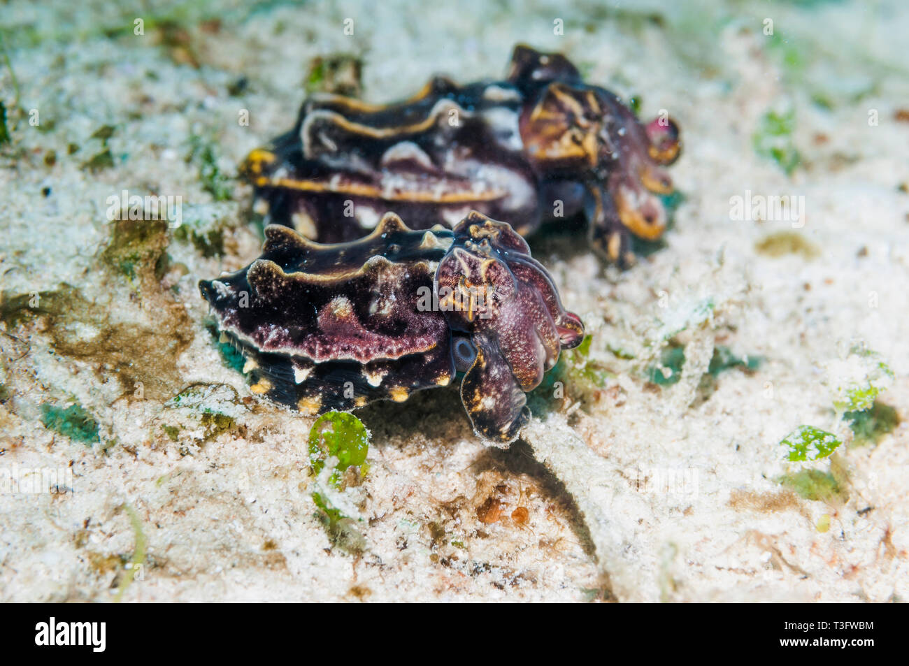 Pfeffer's Flamboyant Cuttlefish [Metasepia pfefferi]. The larger female ...