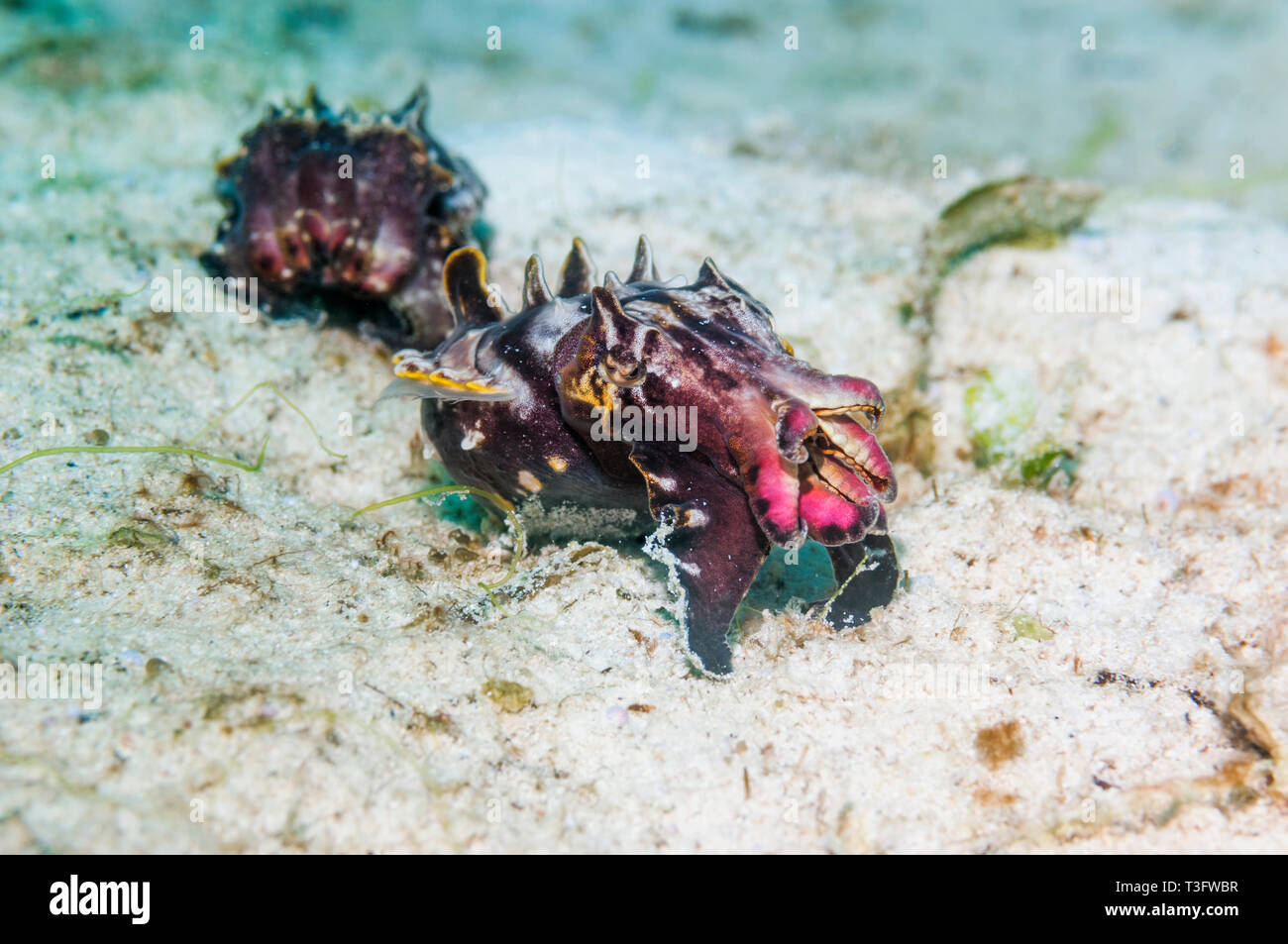 Pfeffer's Flamboyant Cuttlefish [Metasepia pfefferi]. The larger female ...