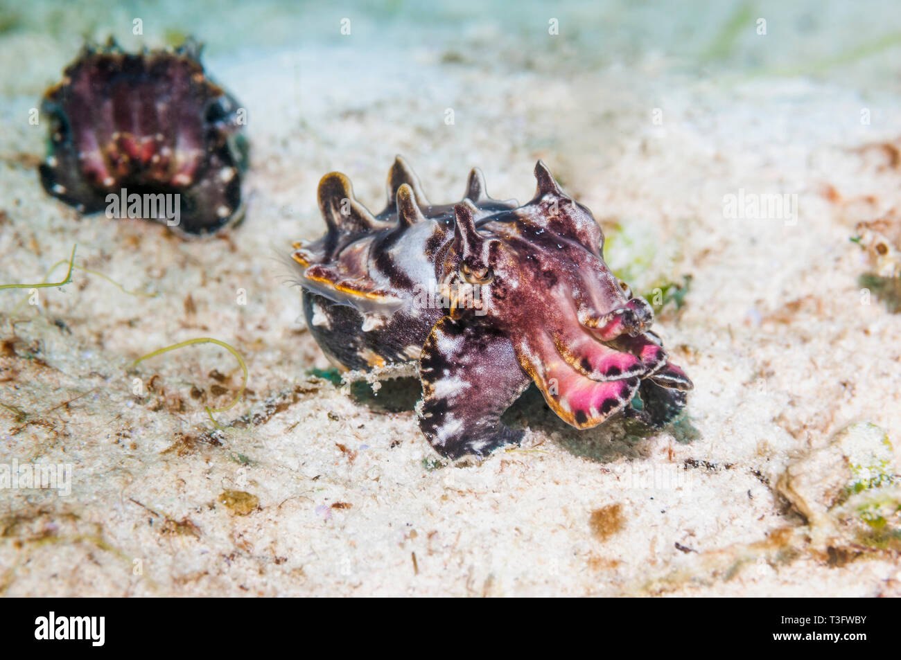 Pfeffer's Flamboyant Cuttlefish [Metasepia pfefferi]. The larger female ...