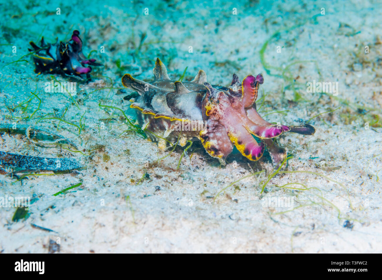 Pfeffer's Flamboyant Cuttlefish [Metasepia pfefferi]. The larger female ...