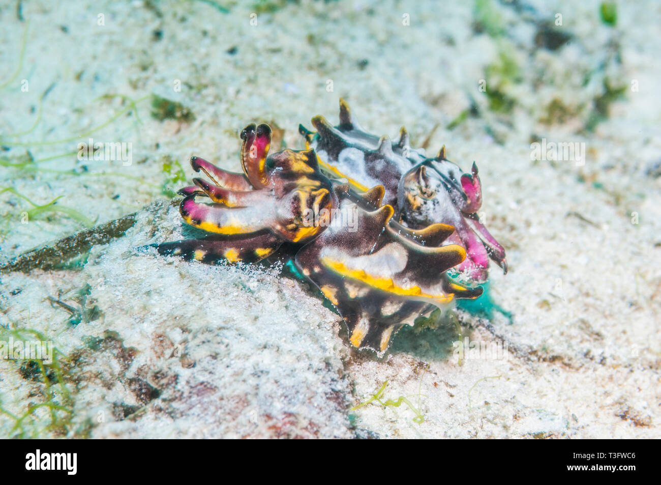 Pfeffer's Flamboyant Cuttlefish - Metasepia pfefferi. North Sulawesi ...