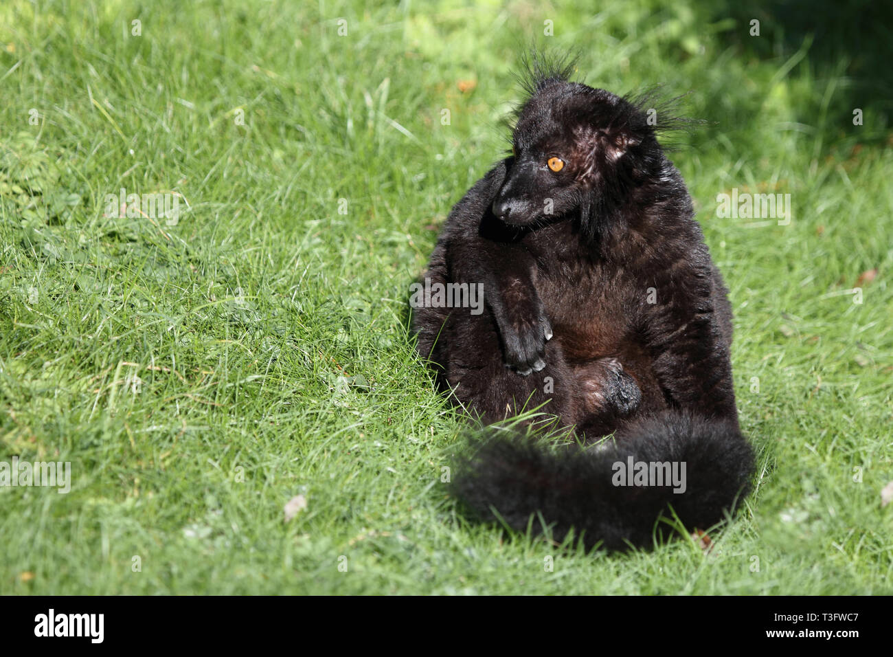 Maki affe hi-res stock photography and images - Alamy