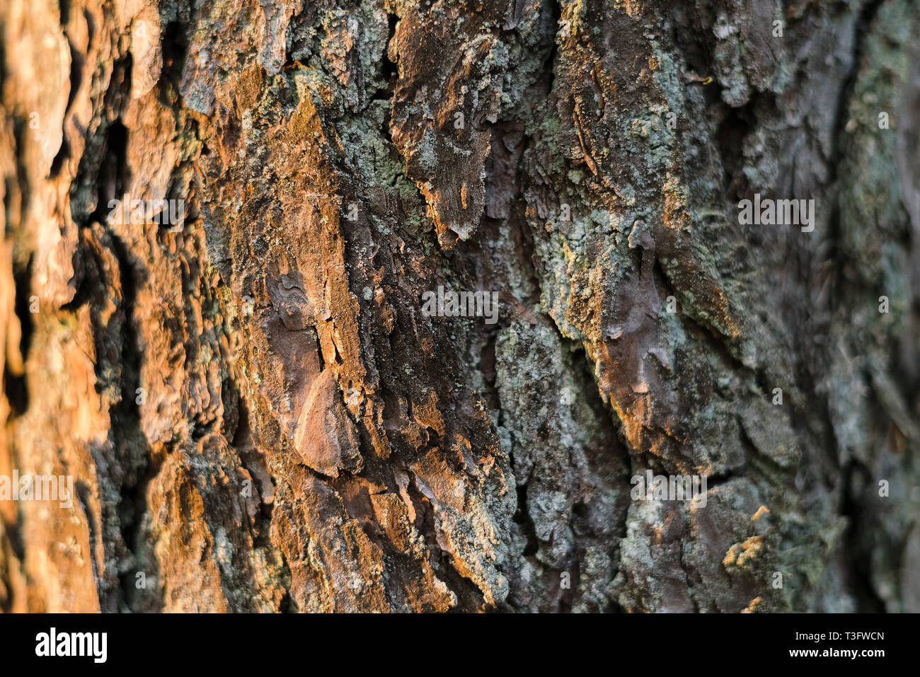Pine tree texture side lit by sun in the forest. Tree bark in the woods ...