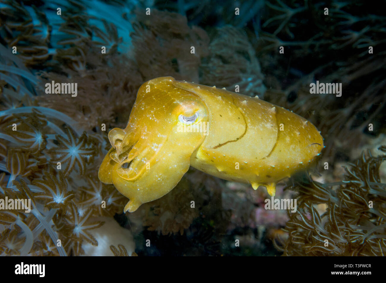 Sepia sp 1 hi-res stock photography and images - Alamy