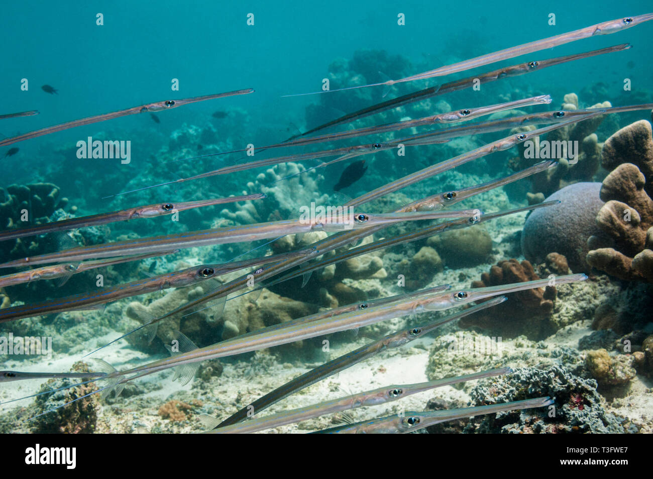 Commersons cornetfish hi-res stock photography and images - Alamy