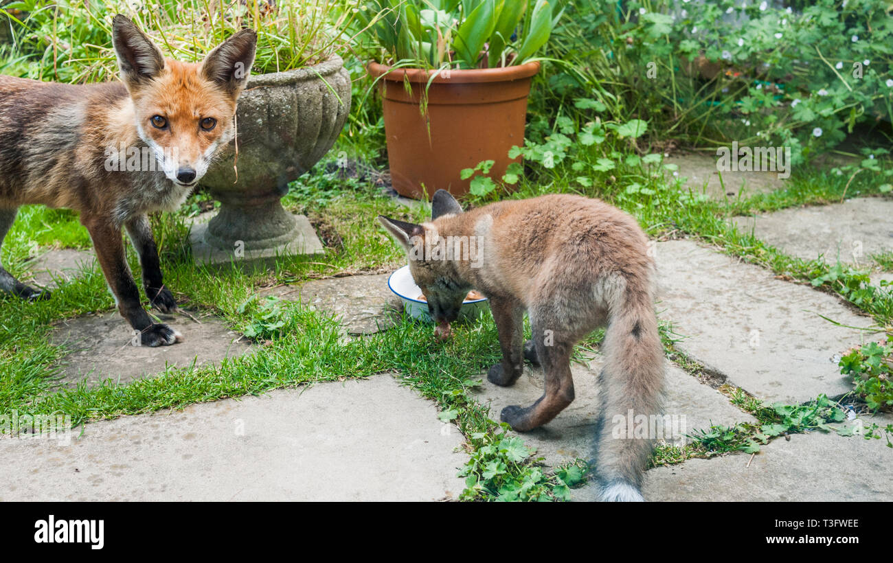 Red fox with food hi-res stock photography and images - Alamy