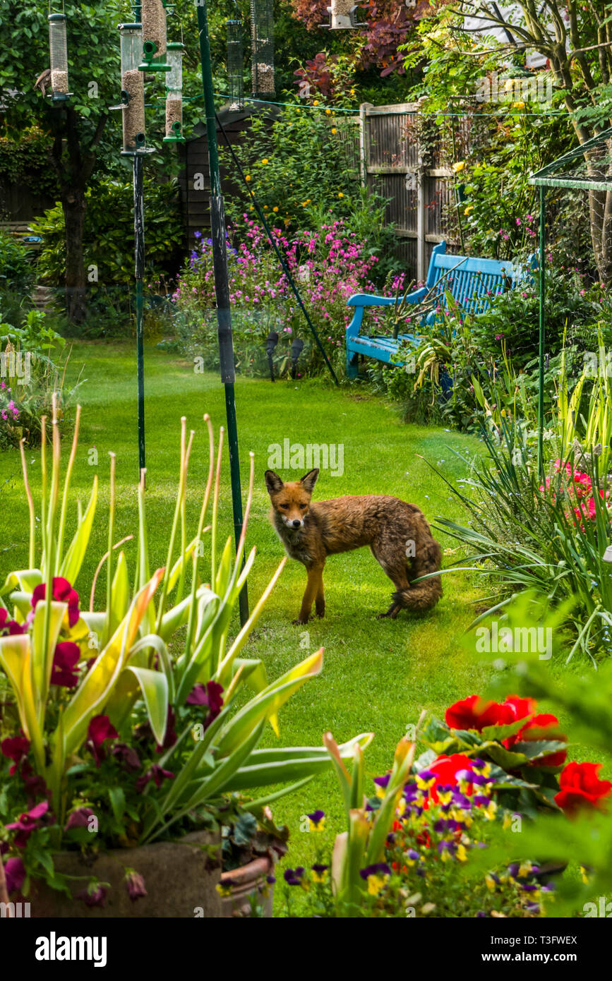Red fox [Vulpes vulpes] in garden. London, UK Stock Photo - Alamy