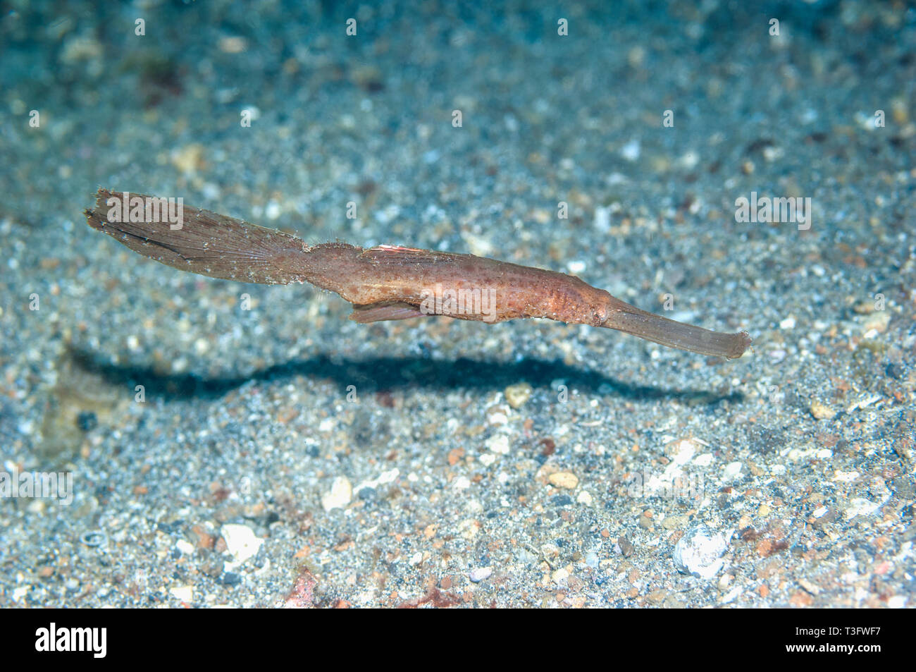Robust ghost pipefish (Solenotomus cyanopterus). Lembeh Strait, North ...