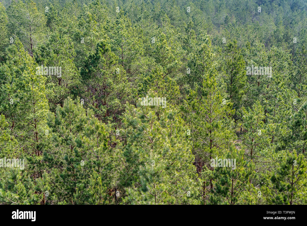 Aerial view of european pine tree forest on a sunny day. Pinetree ...