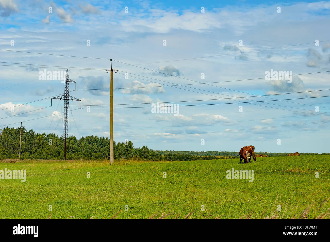 Summer countryside with grazing animals, cows and goats Stock Photo - Alamy