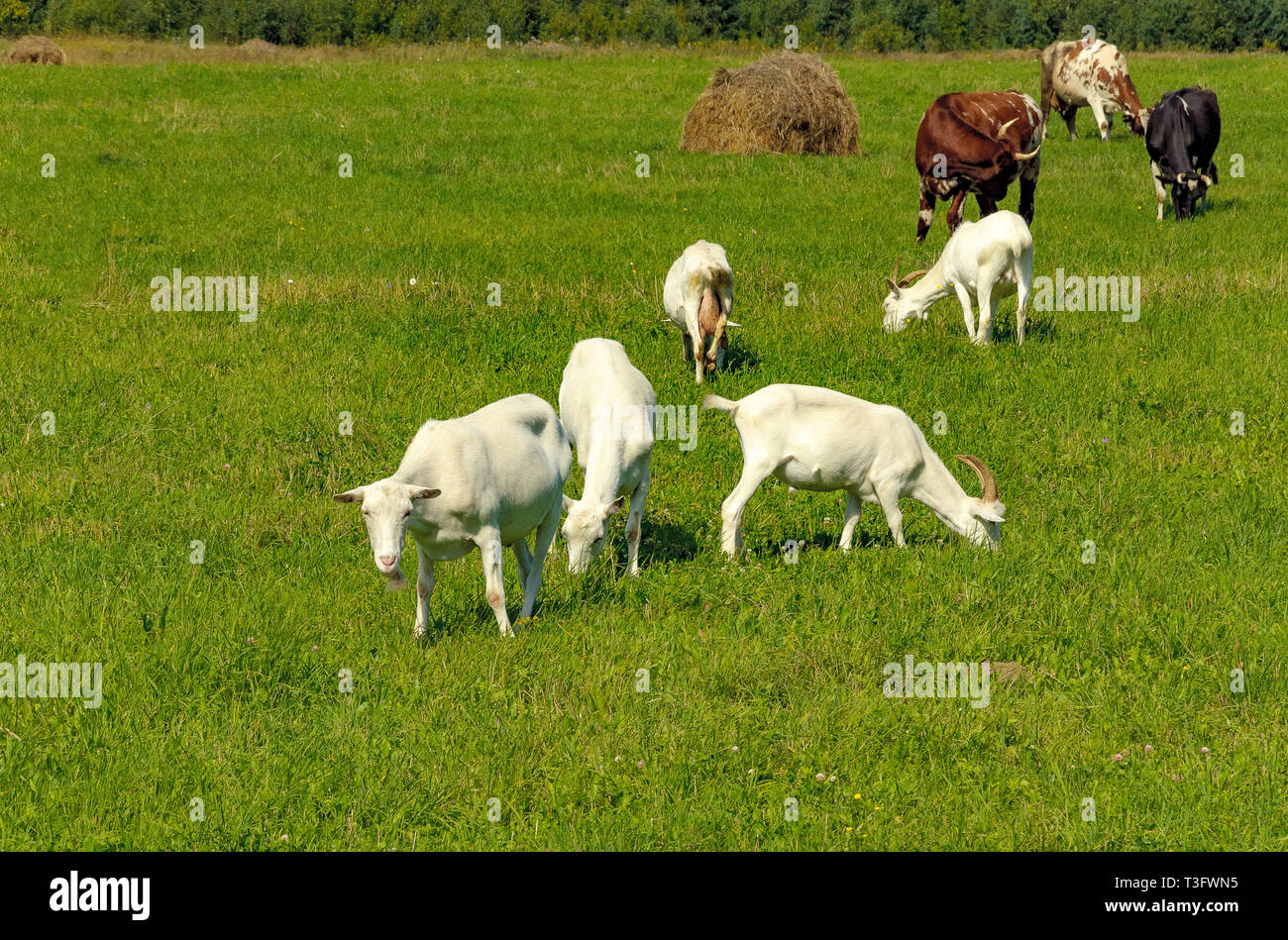 Summer countryside with grazing animals, cows and goats Stock Photo - Alamy