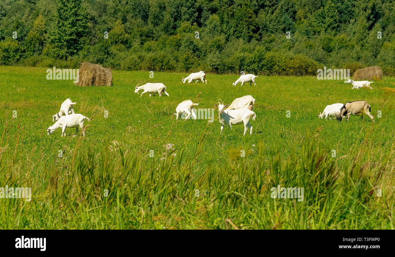 Summer countryside with grazing animals, cows and goats Stock Photo - Alamy