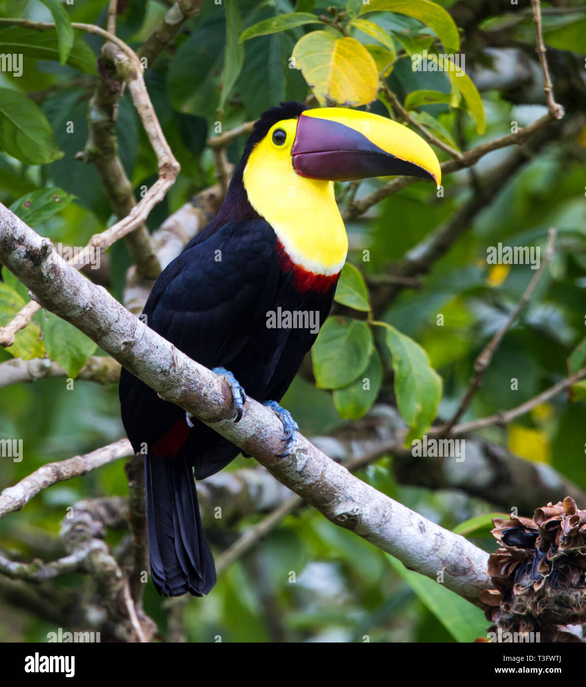 Arenal toucan hi-res stock photography and images - Alamy