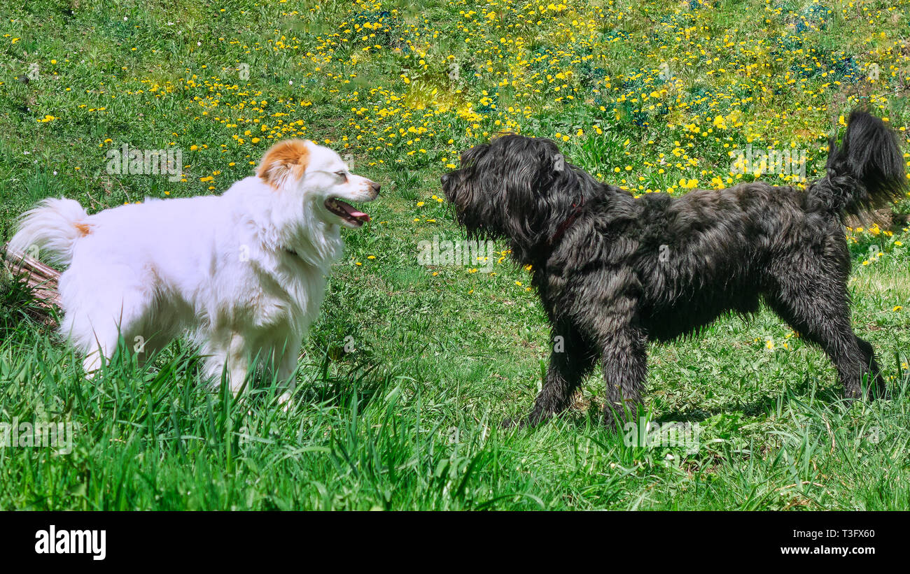 Two dogs. One white and one black play together Stock Photo - Alamy
