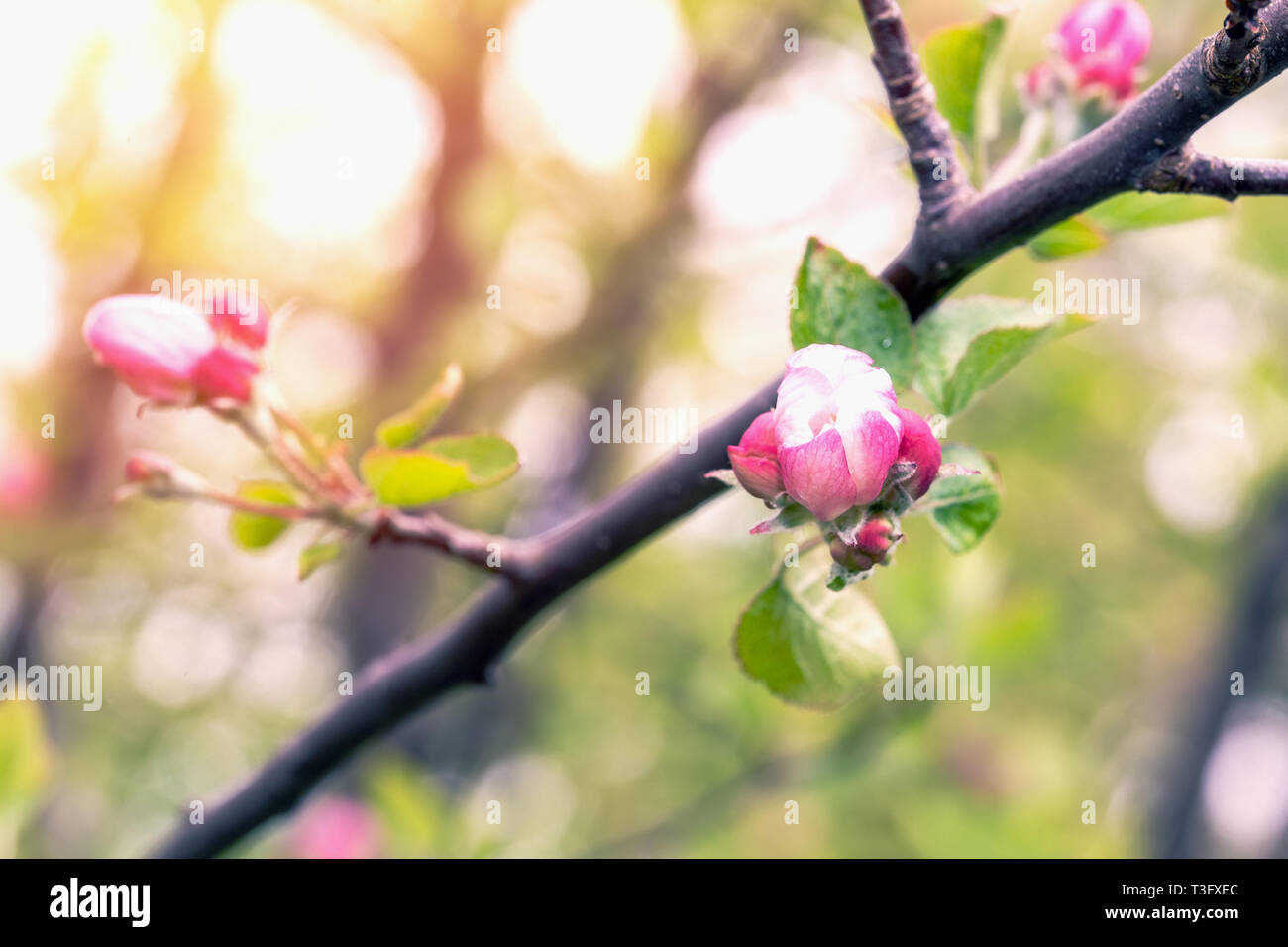 Apple blossom fruit tree flower bud buds spring fruit hi-res stock ...