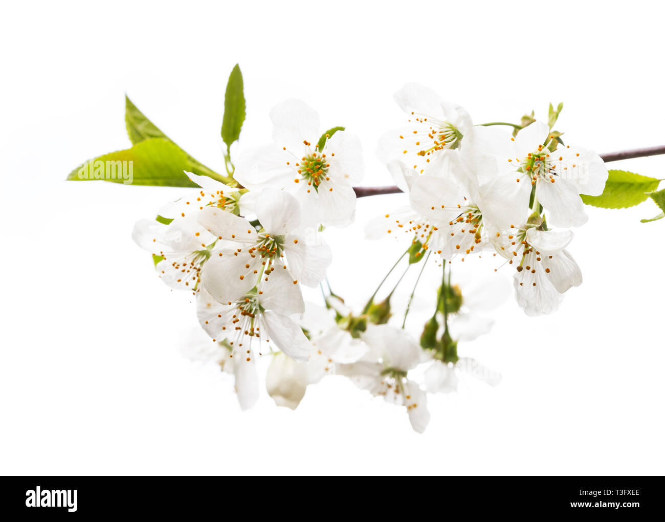 Sweet cherry flower on white background Stock Photo - Alamy