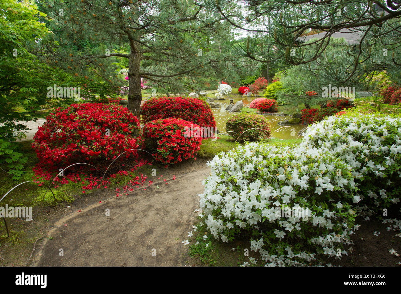 Azalea blossom in Japanese garden Stock Photo - Alamy