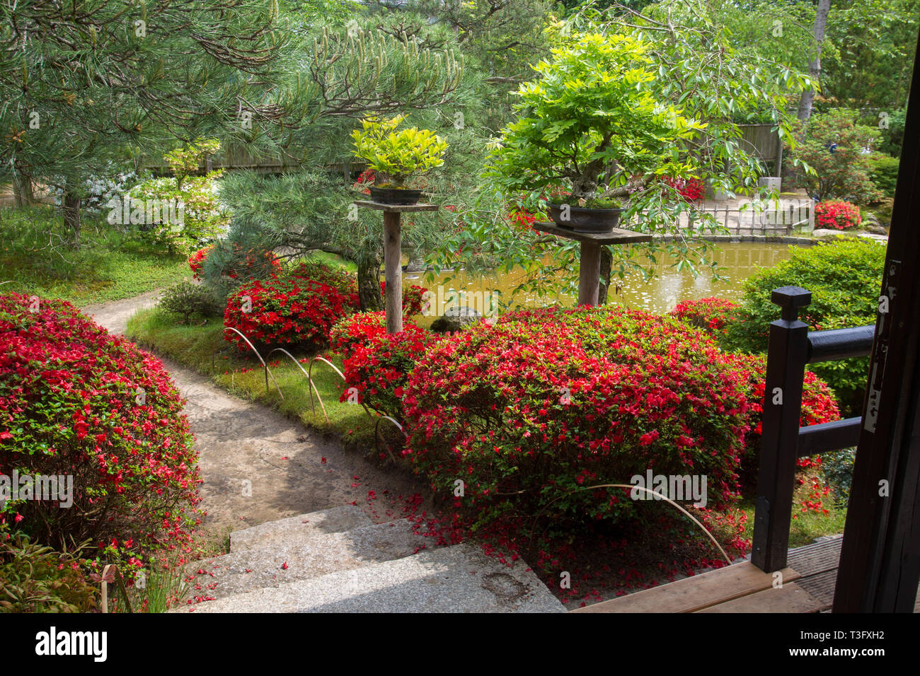 Azalea blossom in Japanese garden Stock Photo - Alamy
