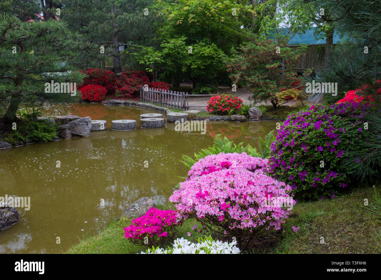 Azalea blossom in Japanese garden Stock Photo - Alamy