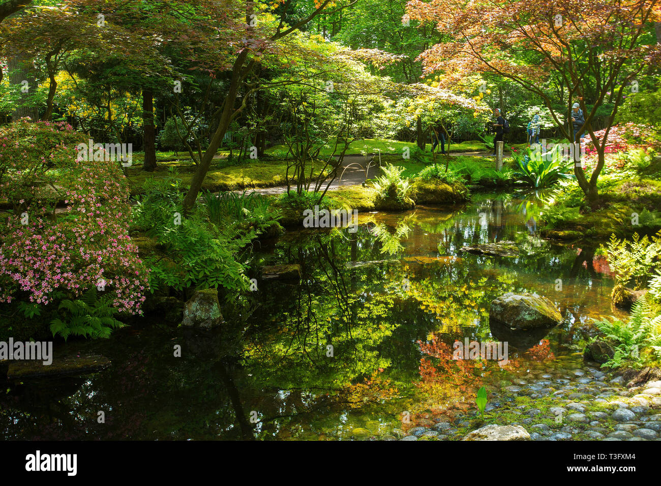 Azalea blossom in Japanese garden Stock Photo - Alamy