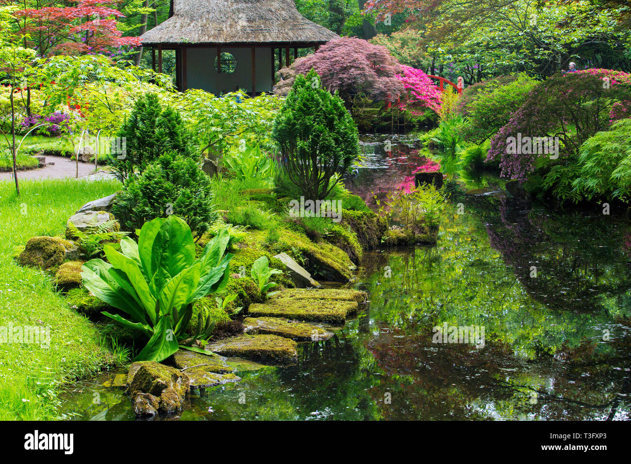 Azalea blossom in Japanese garden Stock Photo - Alamy