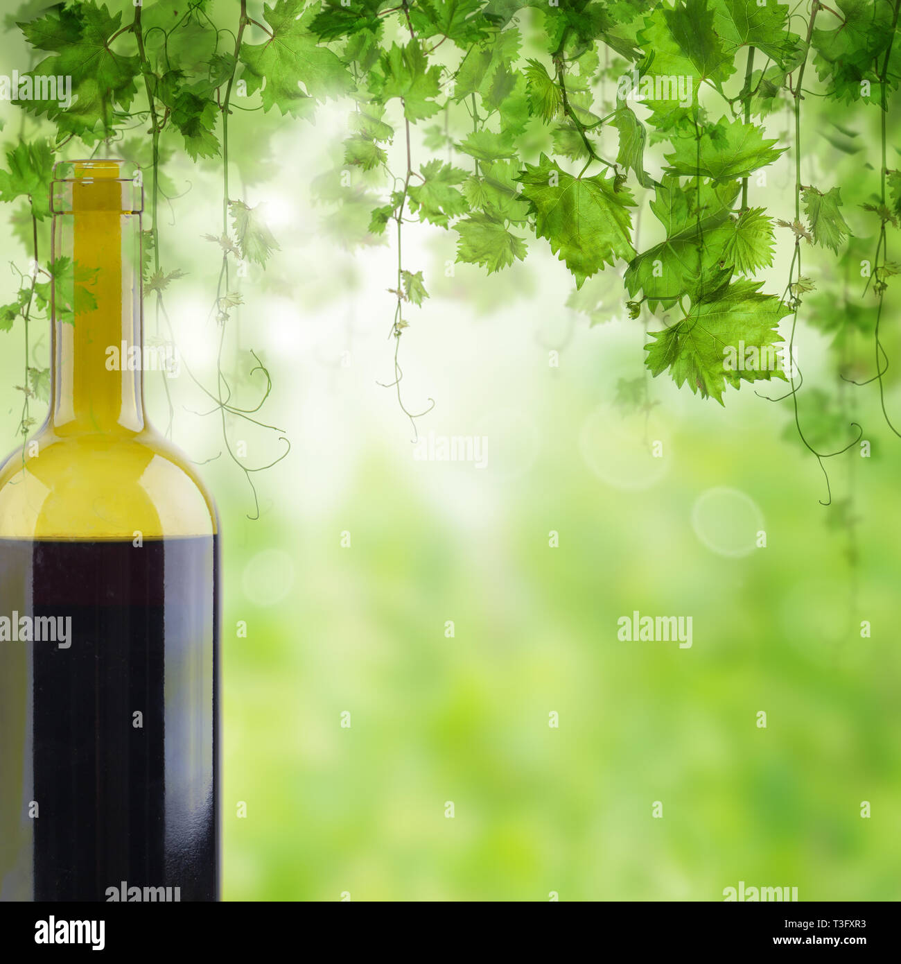 Morning on wine farm hi-res stock photography and images - Alamy