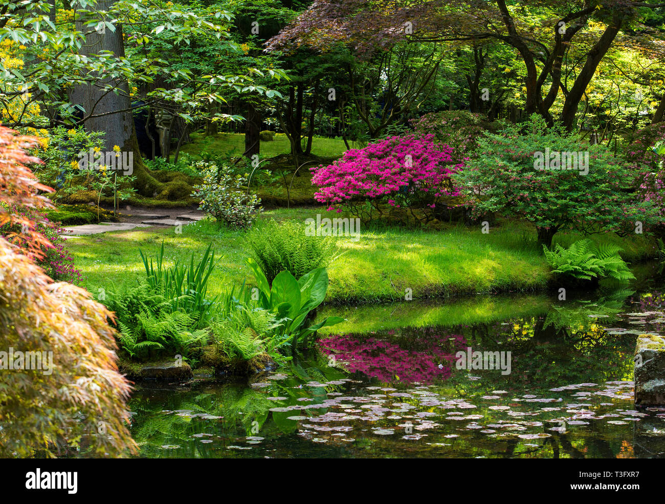 Azalea blossom in Japanese garden Stock Photo - Alamy