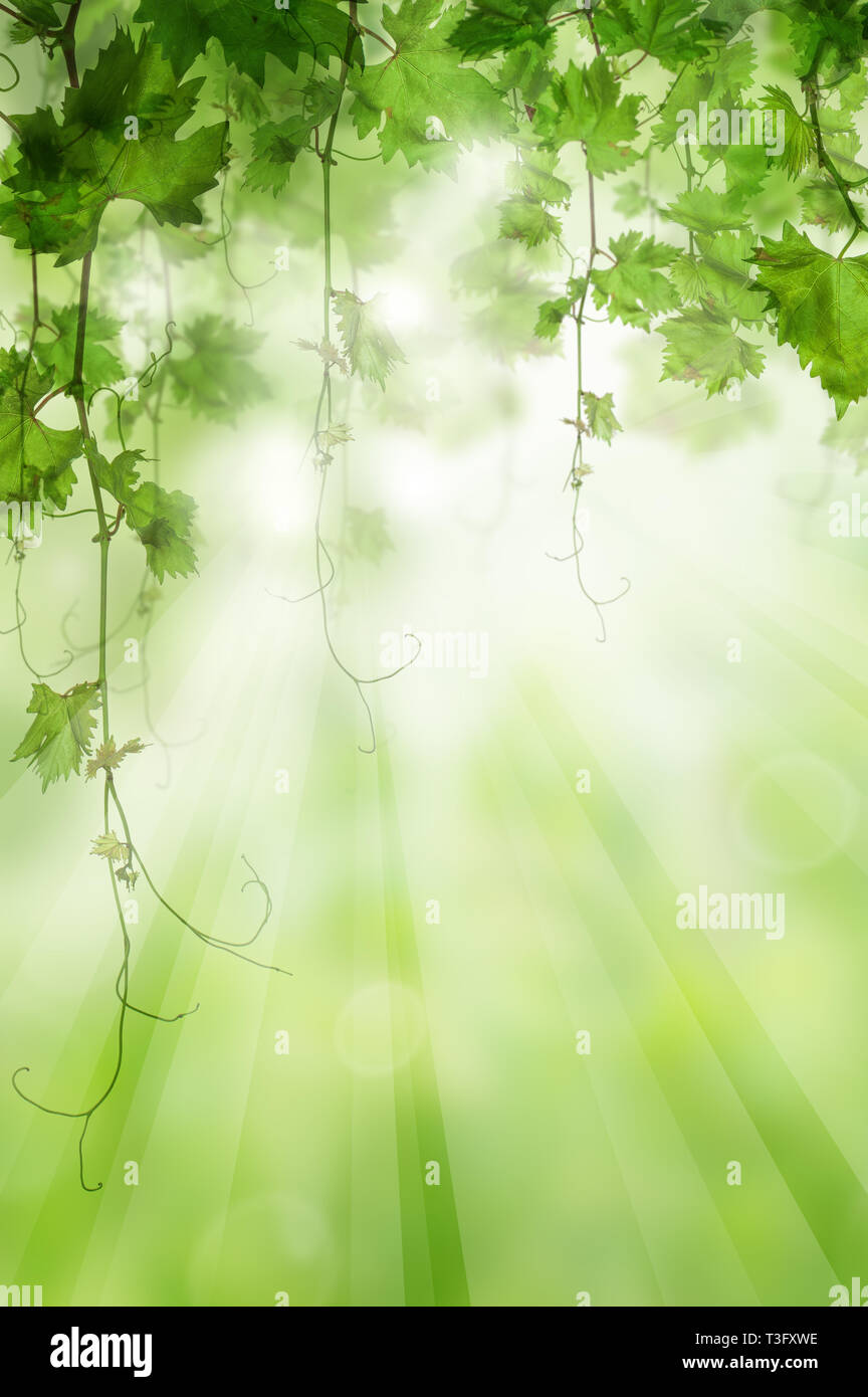 Green leaves with sunlight. Nature bio concept background Stock Photo ...