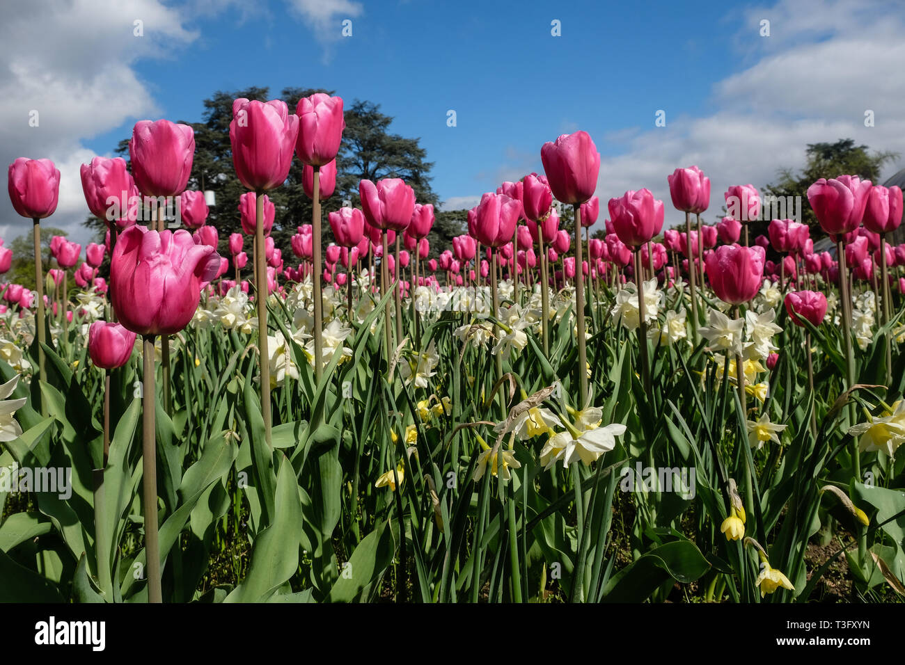 Massive tulips in the spring Stock Photo - Alamy