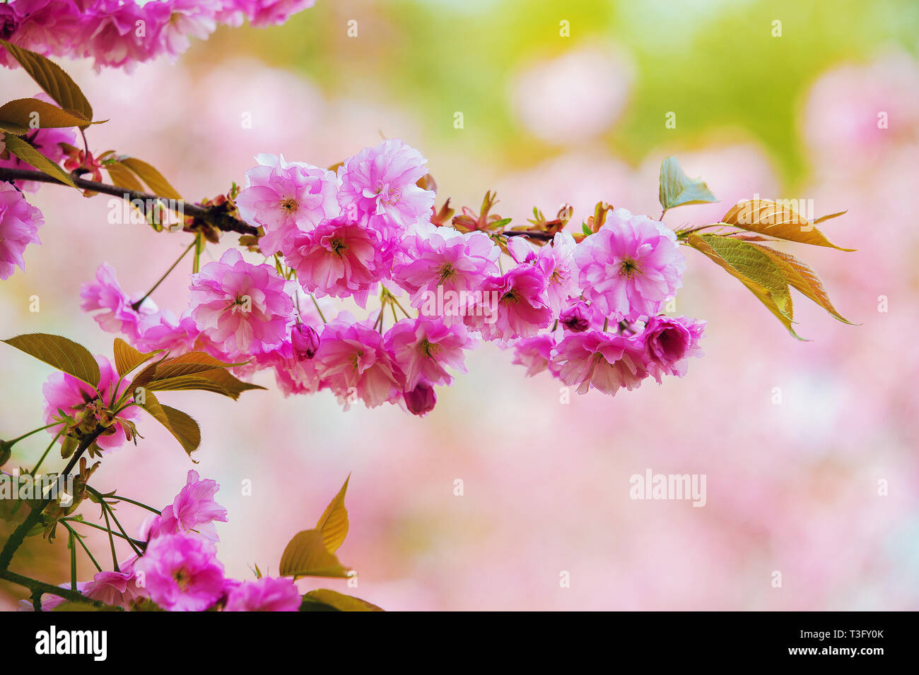 Blossom of sakura - cherry in Europe. Japanese garden of Hasselt ...