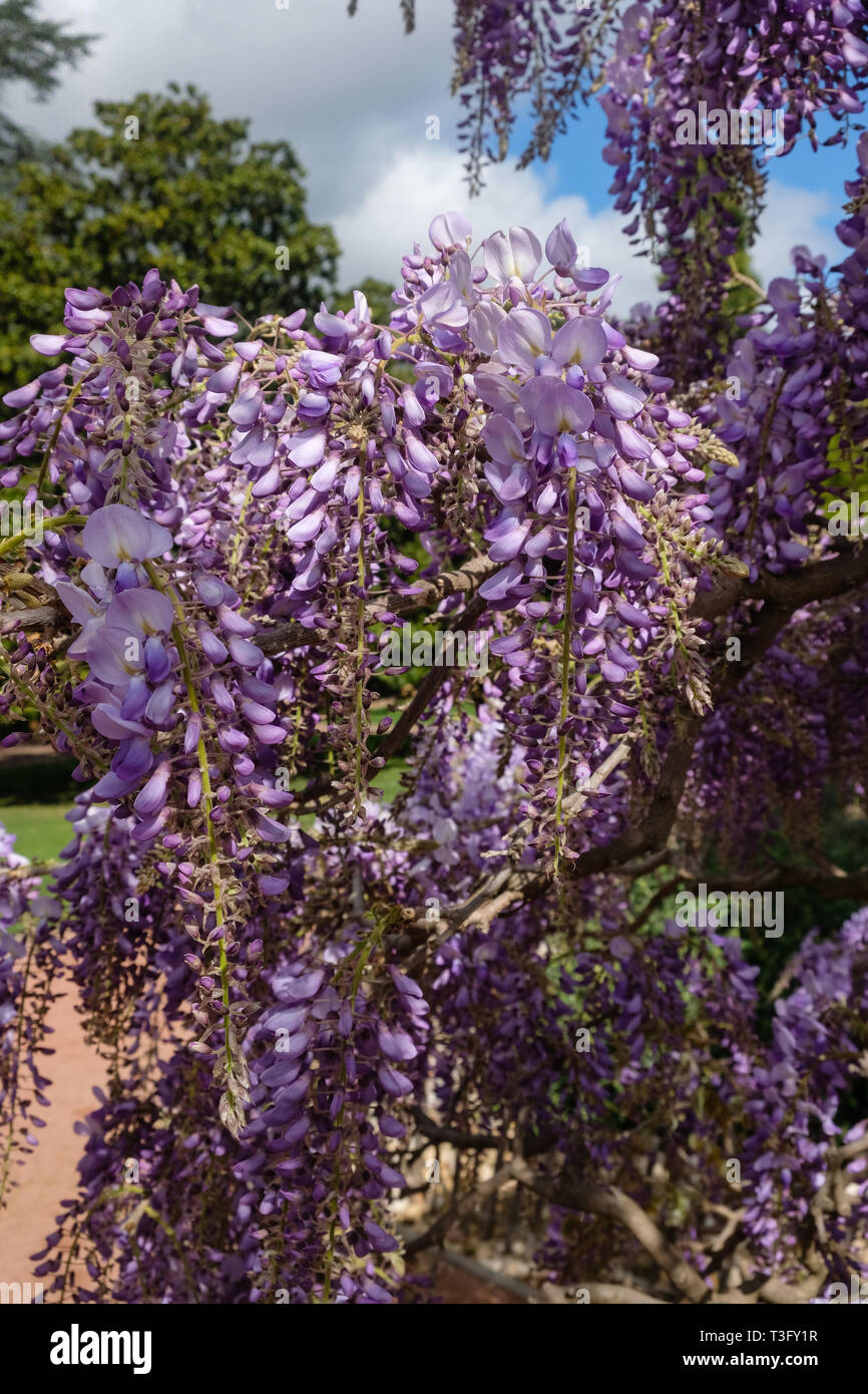 Plante de glycine hi-res stock photography and images - Alamy