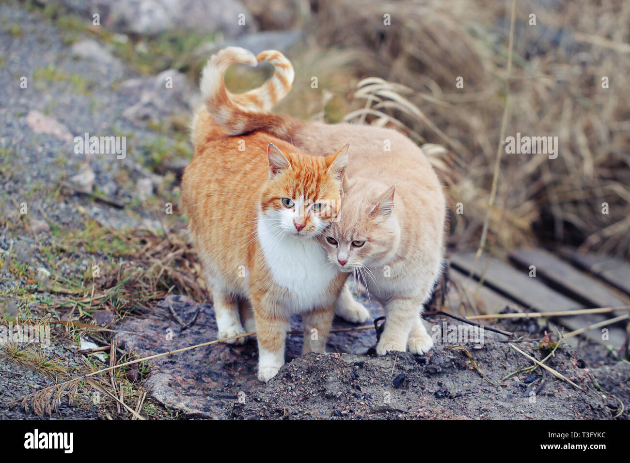 Cats couple falling in love. Two domestic cats together a very ...