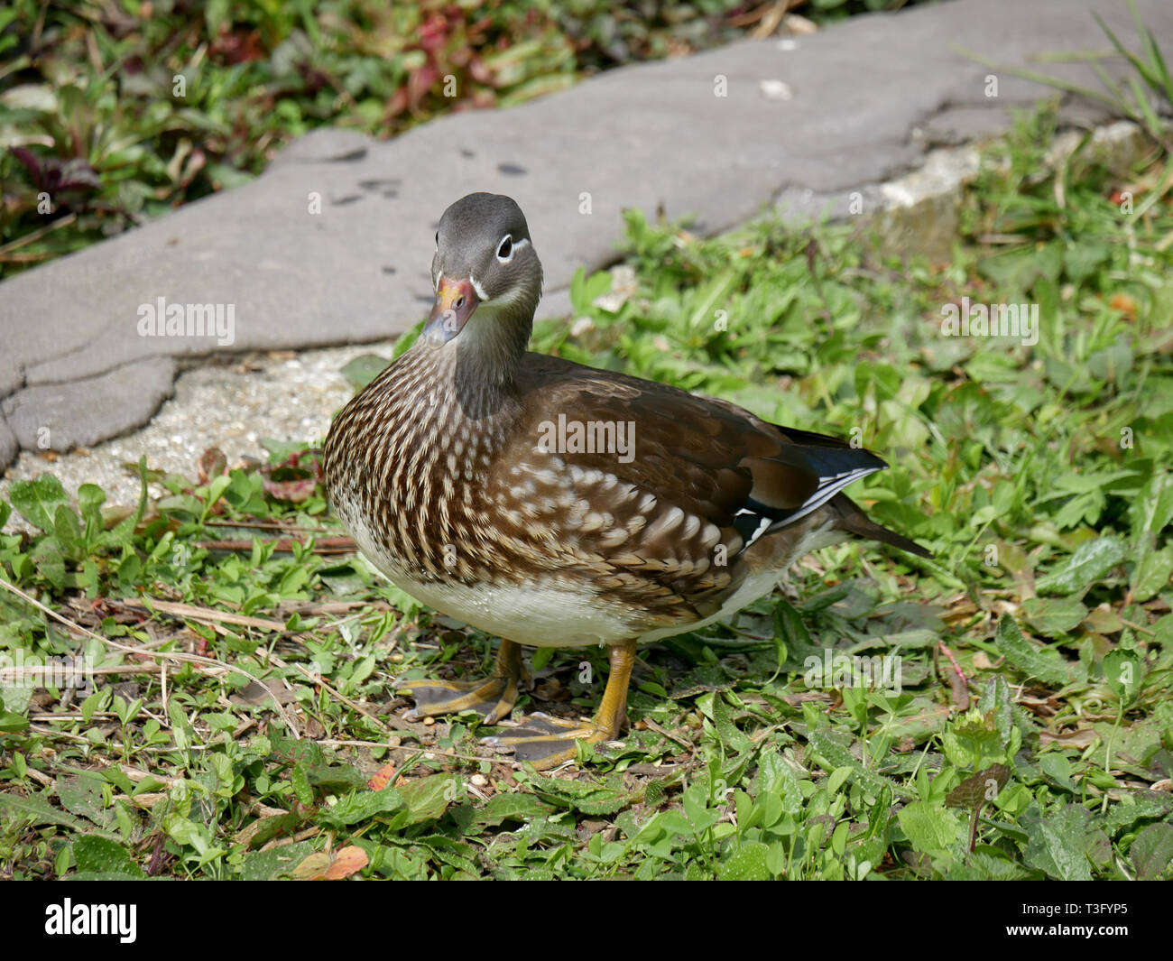 Female Mandarin duck-Aix Galericulata on the bank Stock Photo - Alamy