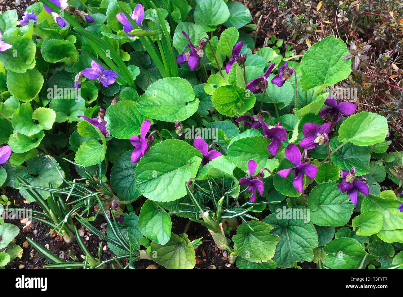 Blooming perfume violets Viola odorata on a spring day in Berlin ...