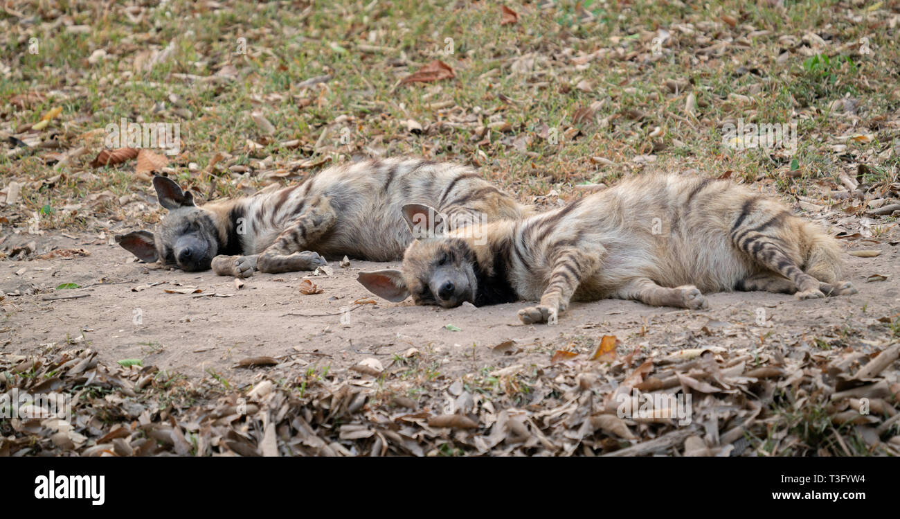 Hyena sleeping hi-res stock photography and images - Alamy